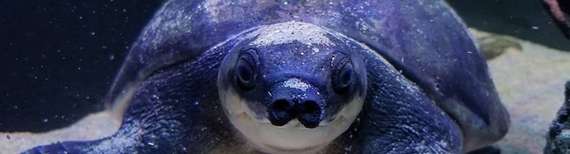 Fragile Planet Wildlife Center - Harlingen, TX - Alignable