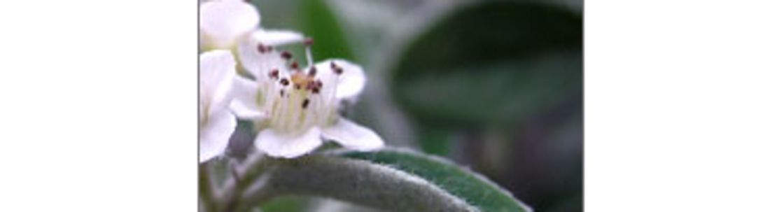 KATHY MEMEL, LMFT, Ph.D 310/286-9201 - Alignable