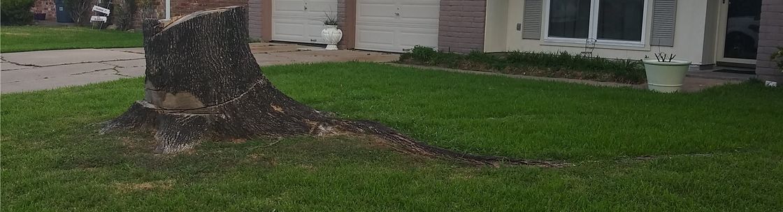 Sequoias Tree Expert LLC - Houston, TX - Alignable