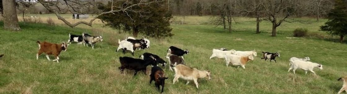 BF Farm - Huggins, MO - Alignable