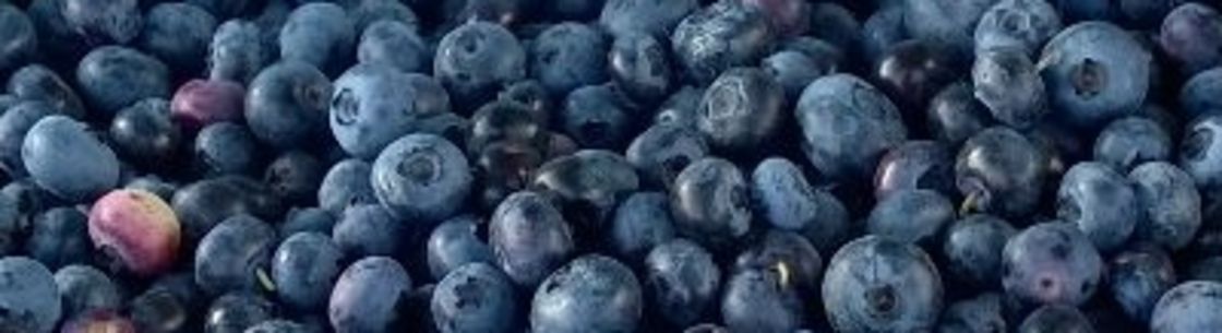 Blue Ridge Growers, U-Pick Blueberry Orchard - Alignable
