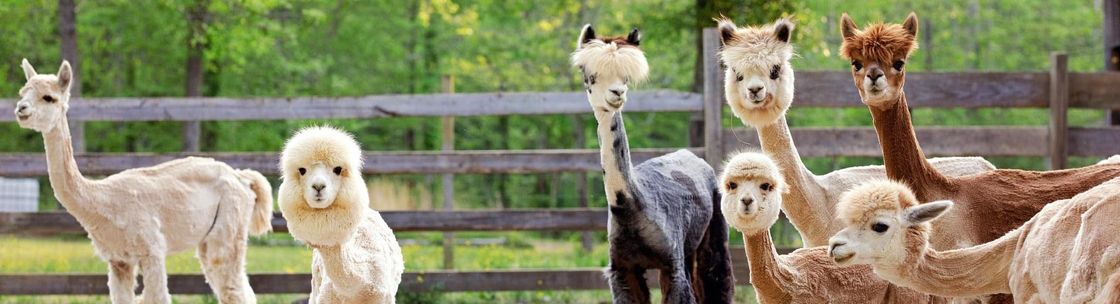 L & R Alpaca Haven Farm, LLC - Douglasville, GA - Alignable