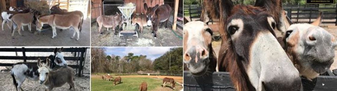 Brayfields Registered Miniature Donkeys - Odessa, FL - Alignable