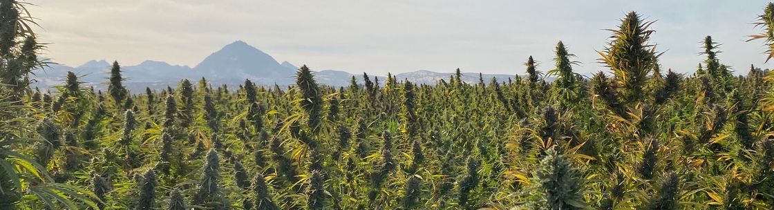 Hemp CA Farms--Hemp Flower/Biomass/Extraction - Alignable