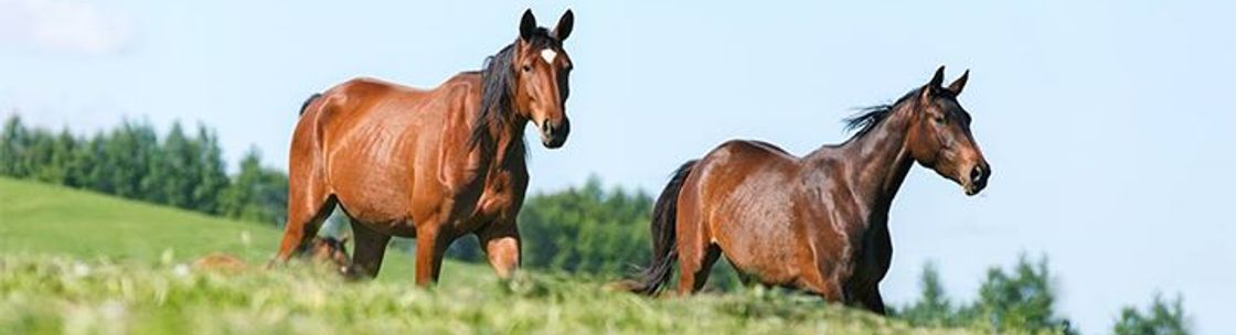 Woodland Stables, LLC - Honey Brook Area - Alignable