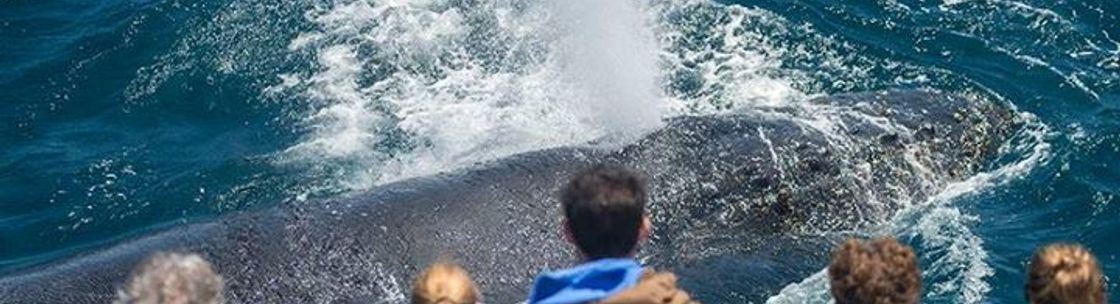 Condor Express Whale Watching - Santa Barbara, CA - Alignable