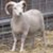 Sheep Thrills Farm - Flagstaff, AZ - Alignable