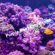 Purple Reef Properties LLC - Lake Worth, FL - Alignable