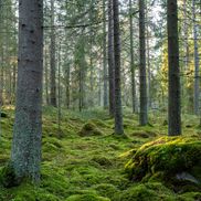 Ken Nygren Photo - Wilbraham, MA - Alignable