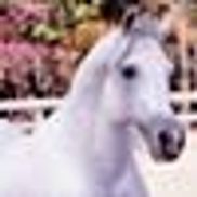 Sun Valley Arabians - Lizella Area - Alignable