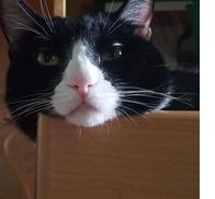 Container Packaging Corp. - Chicago, IL - Alignable