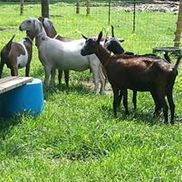 Rocky Bottom Farm - Shepherdstown, WV - Alignable