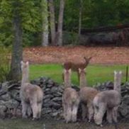 Kave Rock Farm - Rehoboth, MA - Alignable