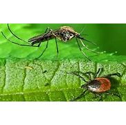 Flynn Pest Control, Inc. - Rehoboth, MA - Alignable