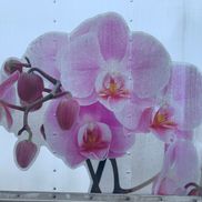 Flower Link LLC - Biloxi, MS - Alignable