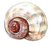 Assessment Tool for Lingual Frenulum Function (ATLFF) by Cowichan ...