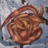 Great Lakes Worms - Fraser, MI - Alignable