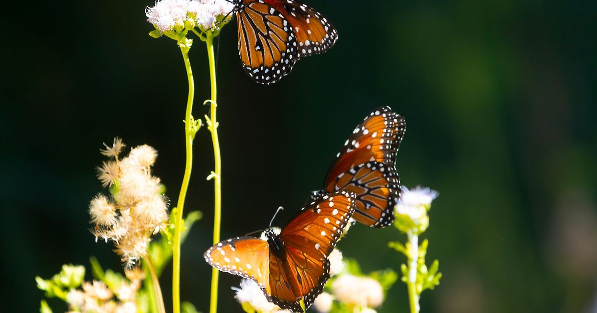 Queen Butterflies in my backyard , Alignable Alliance of Tucson, AZ ...