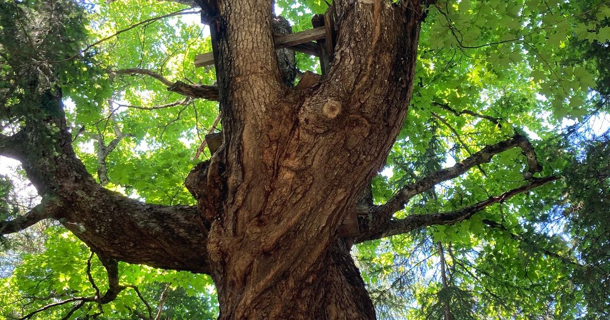 What a magestic maple tree! A rare find! , Picture This - Alignable