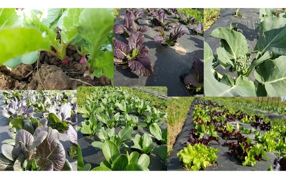 Local, Organic Produce Straight from the Farm to You by Cooper's ...