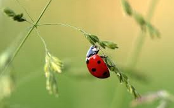 Discovering Our Texas Native Lady Beetles by Interfaith Environmental ...