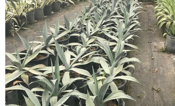 Agave americana 'Super Blue' - 3 Gal / 10" by Plantation Exporters ...