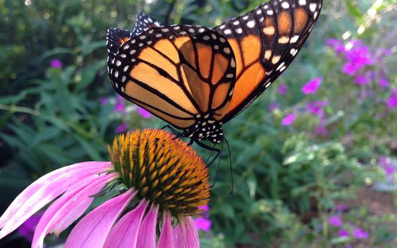 Native Texas Butterfly House & Garden by Heard Natural Science Museum ...