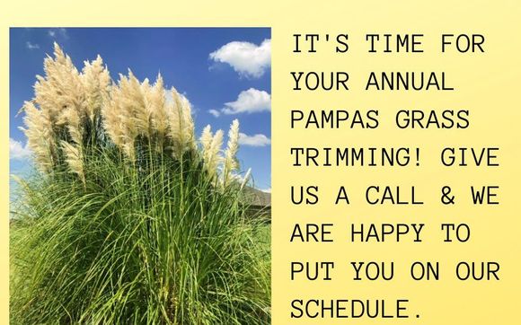 Special Pricing On Pampas Grass Trimming By Heath Lawn And Tree Care In Rockwall Tx Alignable
