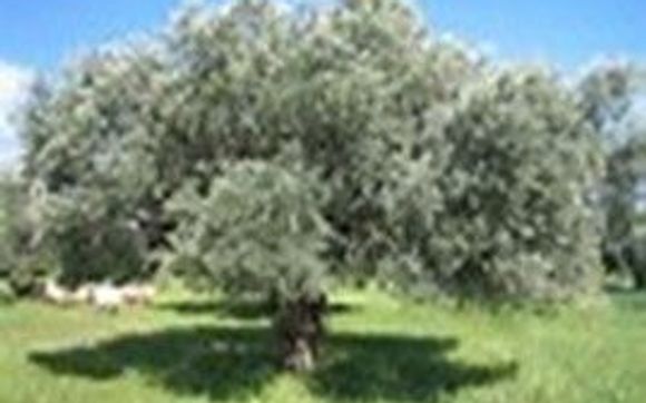 Olive Tree Spraying by Ambassador Pest Control in Glendale, AZ - Alignable