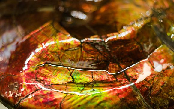 Tour a working ammolite factory by Ammonite World in Bentley, AB ...