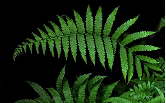 Free Dialectical Behavioral Skills Workshop by Wendi Lev, LCSW, ACSW ...