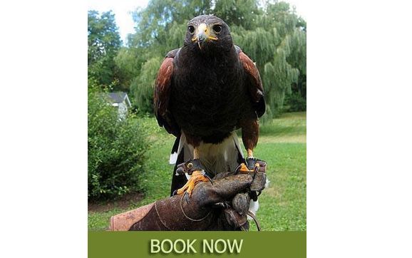 MEET BIRDS OF PREY EVEN FLY A HAWK by Hawkeye.ca The Bird and Animal ...