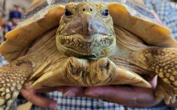 SULCATA TORTOISES by ANIMAL ATLANTA in Woodstock, GA - Alignable