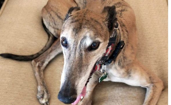Senior retired racing greyhound adoption by Arizona Heartfelt Hounds in ...