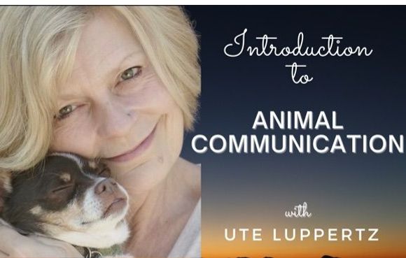 Introduction to Animal Communication by Pet's Point of View in Portland ...