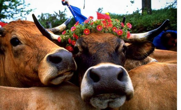 Annual Cow Parade at Cherry Grove Farm - Coming Up! by Cherry Grove ...