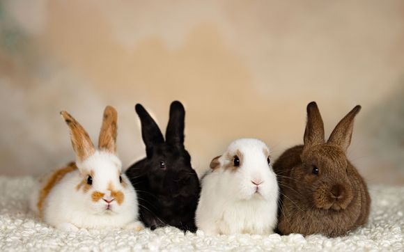 Free Bunny sessions with your child by Visual Impressions Photography ...