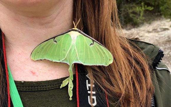 Magical Moth Night by Heard Natural Science Museum & Wildlife Sanctuary ...