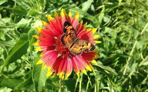 Native Plants and the Bugs that Love Them: Native Plant Talks by Heard ...