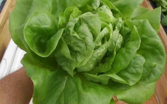 Hydroponic Bibb Lettuce
