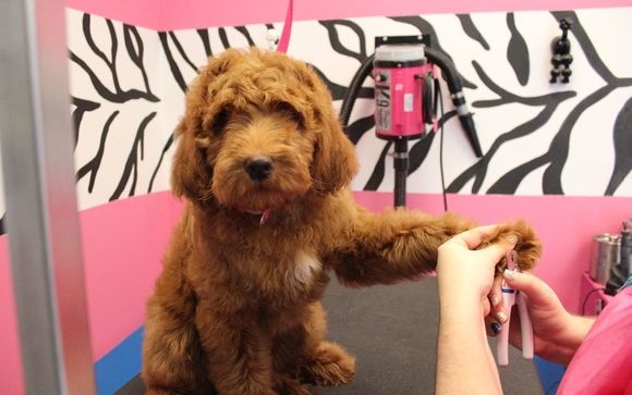 Walk-in Nail trim by Designer Paws Salon in Westerville, OH - Alignable