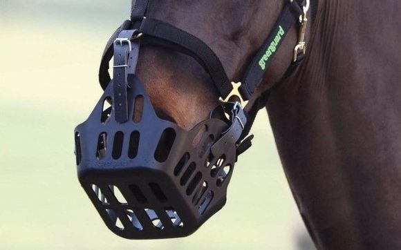 Greenguard Grazing Muzzle by Greenguard Equine in Durham, NC - Alignable