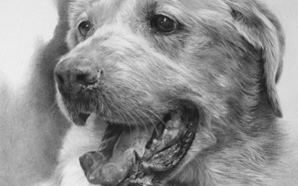 Dog Portraits by Ryan D. Jacque - pencil artist in Wales Area - Alignable