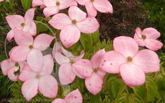 Dogwoods - Pink or White flowers, variegated or green leaved, dwarf ...