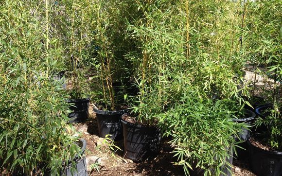 Bamboo plants by Bamboo Ranch in Tucson, AZ - Alignable