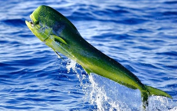 Florida Offshore Saltwater Fishing by iOutdoor Fishing Adventures in ...