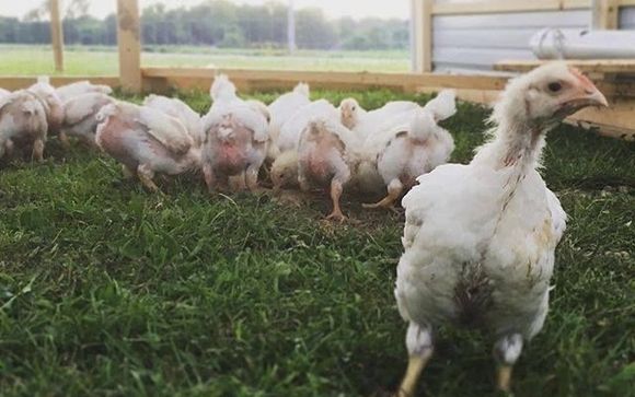 Pre-Order Peterson Chicken Tractor Plans by Farmer Brad, LLC in ...