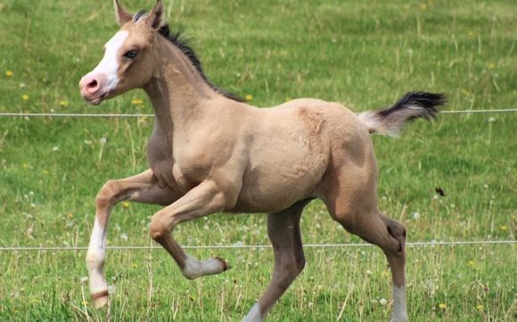 Copper View Farm - Black Creek Area - Alignable