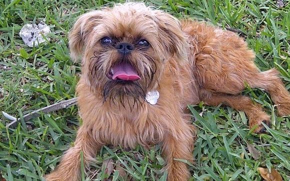 Puppy Training by All American Dog Training Academy in Valrico, FL ...