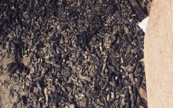 Animal or Human Feces and Urine Cleanup by Bio-One Austin and Austin ...